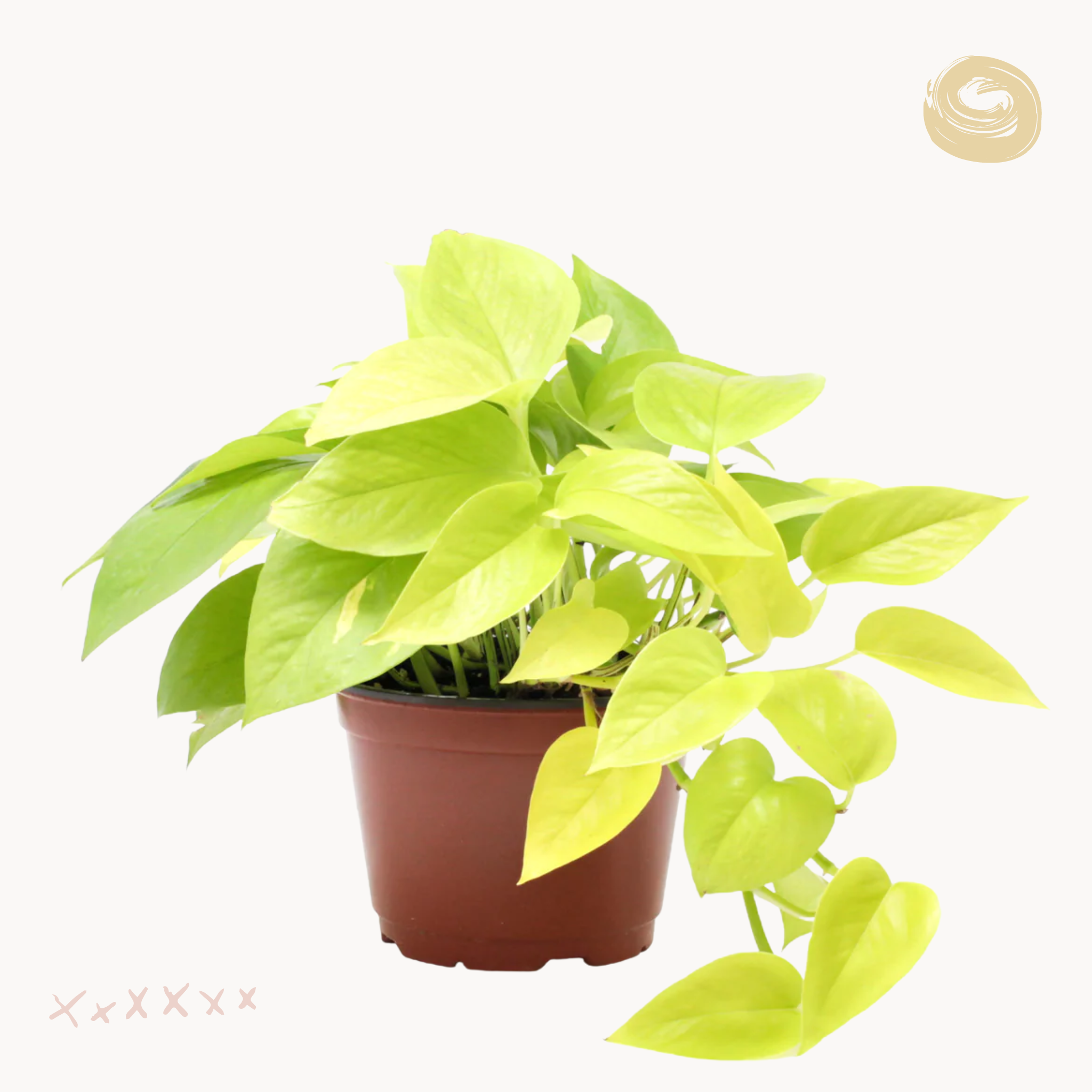 Neon Πόθος | Φυτά Εσωτερικού Χώρου & Υπηρεσίες | Happyplants – happyplants